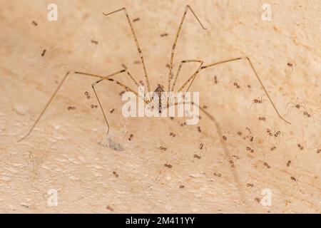 Adult Female Cellar Spider of the Family Pholcidae Stock Photo - Alamy