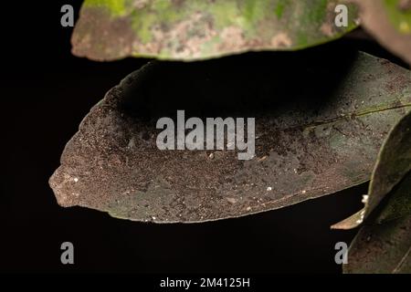 Black Sooty Mold of the Genus Capnodium on a Rangpur Fruit Tree of the ...
