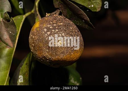 Black Sooty Mold of the Genus Capnodium on a Rangpur Fruit Tree of the ...