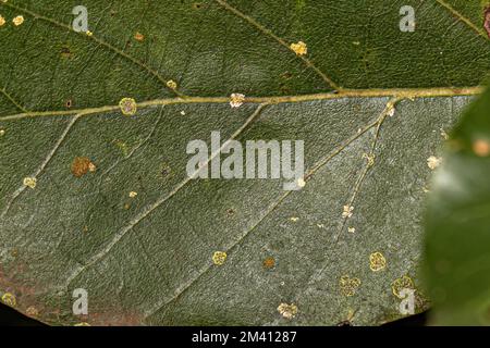 Higher Ascomycetes Fungi of the Genus Strigula on avocado tree leaf ...