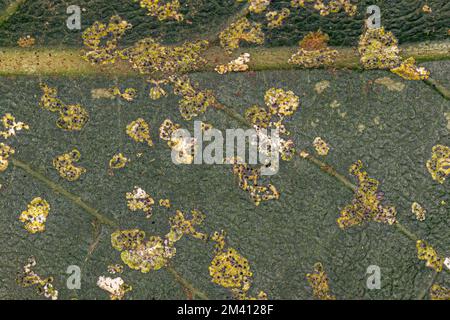 Higher Ascomycetes Fungi of the Genus Strigula on avocado tree leaf ...