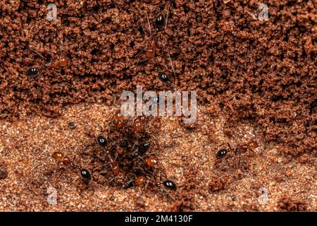 Adult Fire Ants of the Genus Solenopsis Stock Photo - Alamy