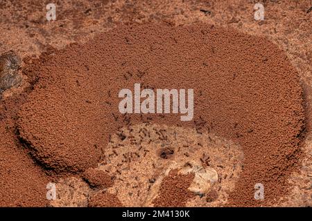 Adult Fire Ants of the Genus Solenopsis Stock Photo - Alamy