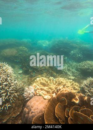 Colorful reef snorkel underwater at Fitzroy island, Tropical North ...
