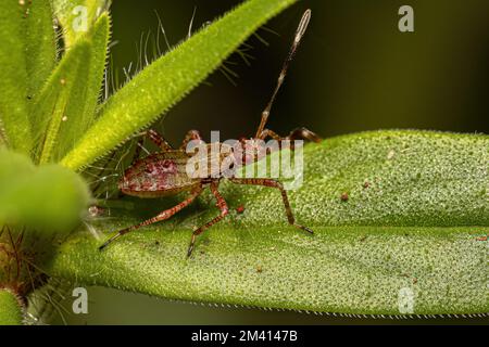 Pentatomomorph Bug nymph of the Infraorder Pentatomomorpha Stock Photo ...