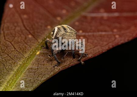 Adult true Weevil of the Genus Chalcodermus Stock Photo - Alamy