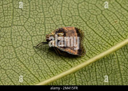 Adult Small Planthopper of the Genus Bothriocera Stock Photo - Alamy
