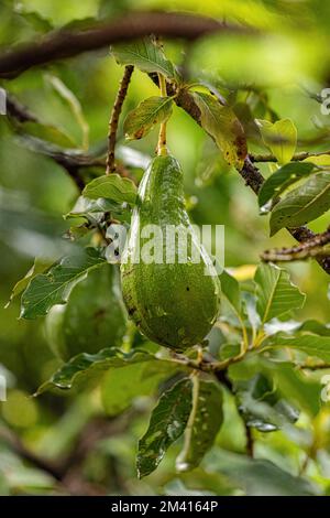 Avocado Fruit Tree of the species Persea americana Stock Photo - Alamy