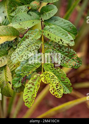 Leaves of a guava fruit tree completely eaten by pest insects Stock ...