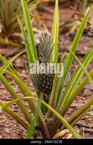 Pineapple Fruit Plant of the species Ananas comosus Stock Photo - Alamy
