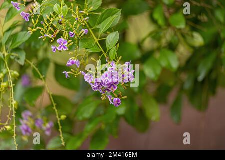 A selective focus of purple duranta flowers Stock Photo - Alamy