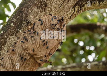 Warrior Wasp Nest of the Species Synoeca surinama Stock Photo - Alamy