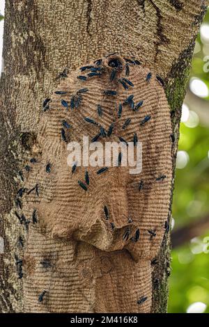 Warrior Wasp Nest of the Species Synoeca surinama Stock Photo - Alamy