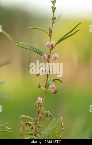 Small Sensitive Plant of the genus Genus Mimosa Stock Photo - Alamy