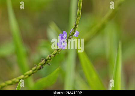 Small Porterweed Plant of the Genus Stachytarpheta Stock Photo - Alamy