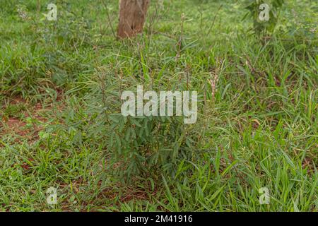 Small Sensitive Plant of the genus Genus Mimosa Stock Photo - Alamy