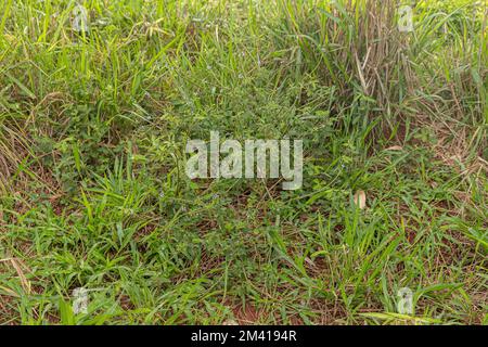 Small Porterweed Plant of the Genus Stachytarpheta Stock Photo - Alamy