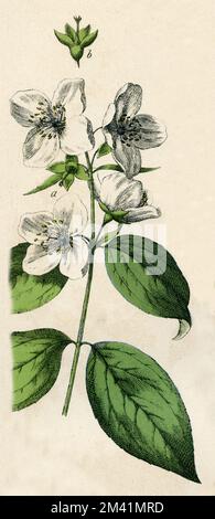 sweet mock orange Philadelphus coronarius, (botany book, 1909 ...