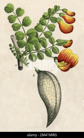 Bladder senna Colutea arborescens, (botany book, 1879), Gelber ...