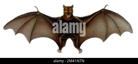 Black-eared flying fox, Pteropus melanotus a, spectral bat, Vampyrum ...