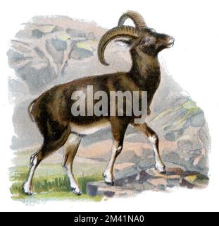 European mouflon, Ovis aries musimon, common sheep and kid, Ovis aries ...
