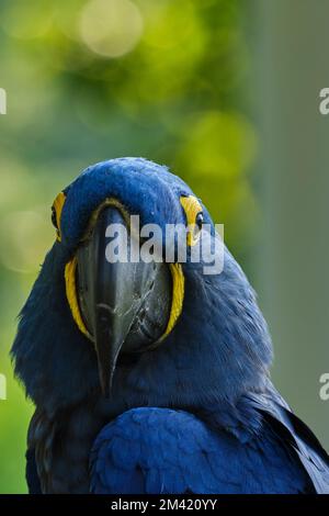 A vertical shot of a blue wild hyacinth with grass blurred in the ...