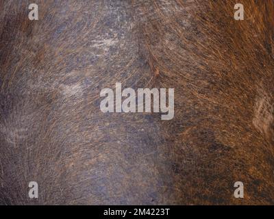 Buffalo skins and fur wallpapers Stock Photo - Alamy