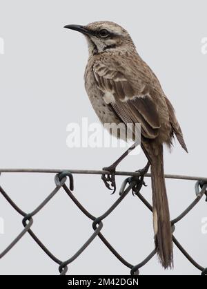 Long-tailed Mockingbird (Mimus longicaudatus longicaudatus) at Lima ...