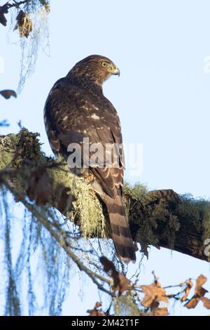 Cooper's hawk (Accipiter cooperii), William Finley National Wildlife ...