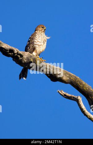Cooper's hawk (Accipiter cooperii), William Finley National Wildlife ...