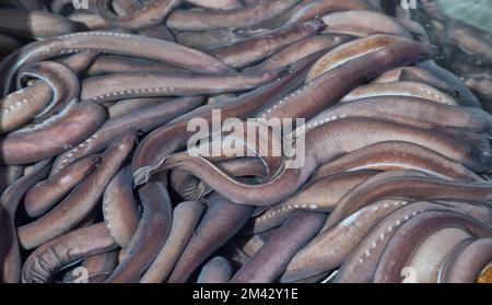 Pacific hagfish (Eptatretus stoutii) in a hole at 150 meters depth ...