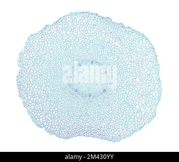 Vicia faba root cross section, microscope view Stock Photo - Alamy