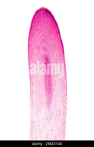 Plant root, light micrograph Stock Photo - Alamy