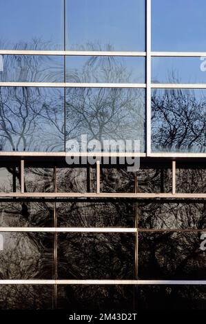 trees reflected in windows of modern building, glass facade with ...