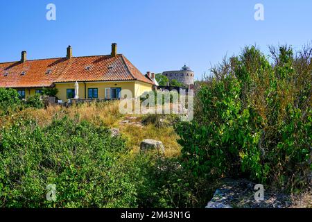 Out and about on the Ertholmen islands, wildly sprawling vegetation and ...