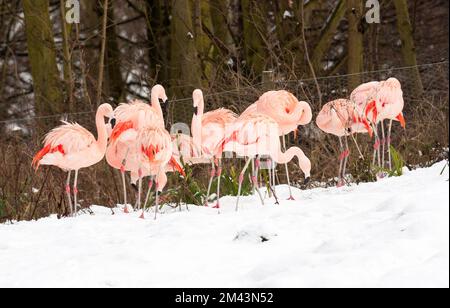 Snow view of wetland Stock Photo - Alamy