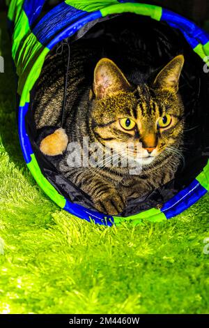 Cat relaxes in toy tunnel in Leherheide Bremerhaven Bremen Germany ...