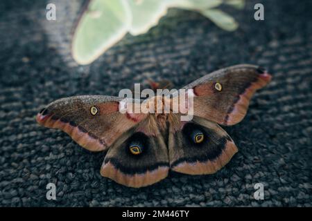 Luna Green Velvet Moth. High quality photo Stock Photo - Alamy
