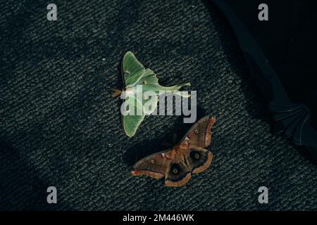 Luna Green Velvet Moth. High quality photo Stock Photo - Alamy