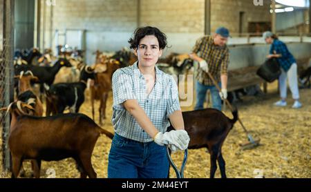 Female farmer picking up hay with pitchfork to feed the goats at family ...