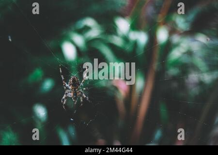 The bottom side of a garden spider in the repair of its web Stock Photo ...