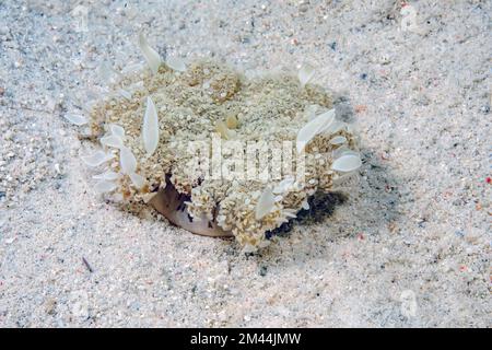 Upside Down Jellyfish, Mangrove Jellyfish (Cassiopeia andromeda ...