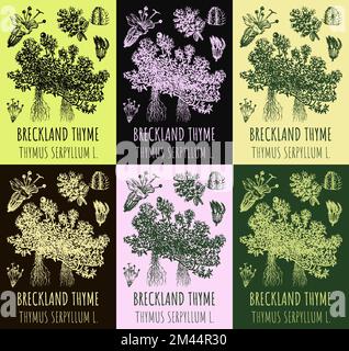 Vector drawings of Breckland thyme. Hand drawn illustration. Latin name THYMUS SERPYLLUM L Stock ...