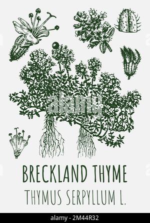 Vector drawings of Breckland thyme. Hand drawn illustration. Latin name THYMUS SERPYLLUM L Stock ...