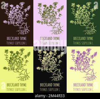 Vector drawings of Breckland thyme. Hand drawn illustration. Latin name THYMUS SERPYLLUM L Stock ...