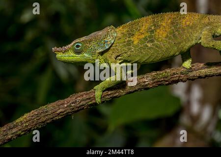 Malthes elephant-eared chameleon (Calumma cf. malthe), Marojejy ...