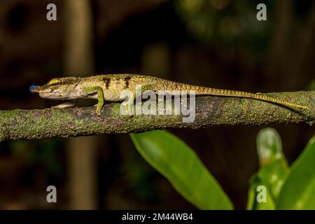 Blue-nosed Chameleon (Calumma linotum), Montagne d Ambre National Park ...
