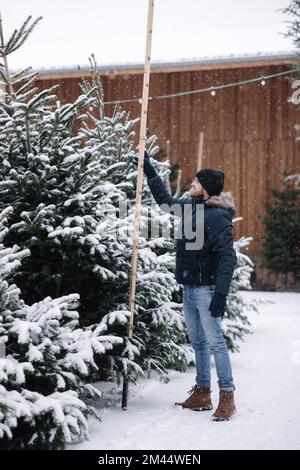 Handsome man measuring Christmas tree outdoor. Man choose fir tree for ...