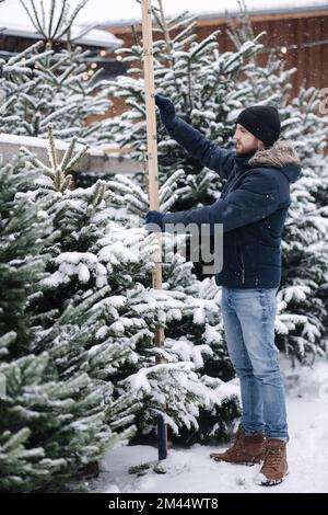 Handsome man measuring Christmas tree outdoor. Man choose fir tree for ...