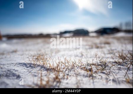 Windswept backyard with blades of dead lawn grass poking through snow ...